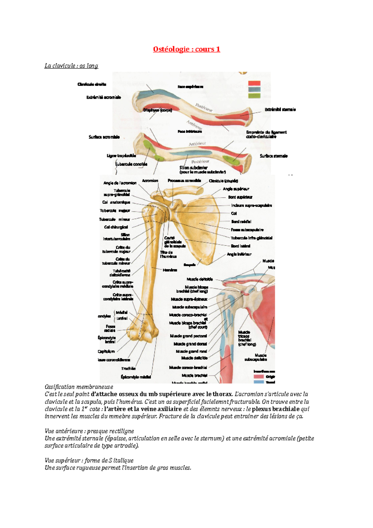 Ostéologie cours 2 - Ostéologie : cours 1 La clavicule : os long ...