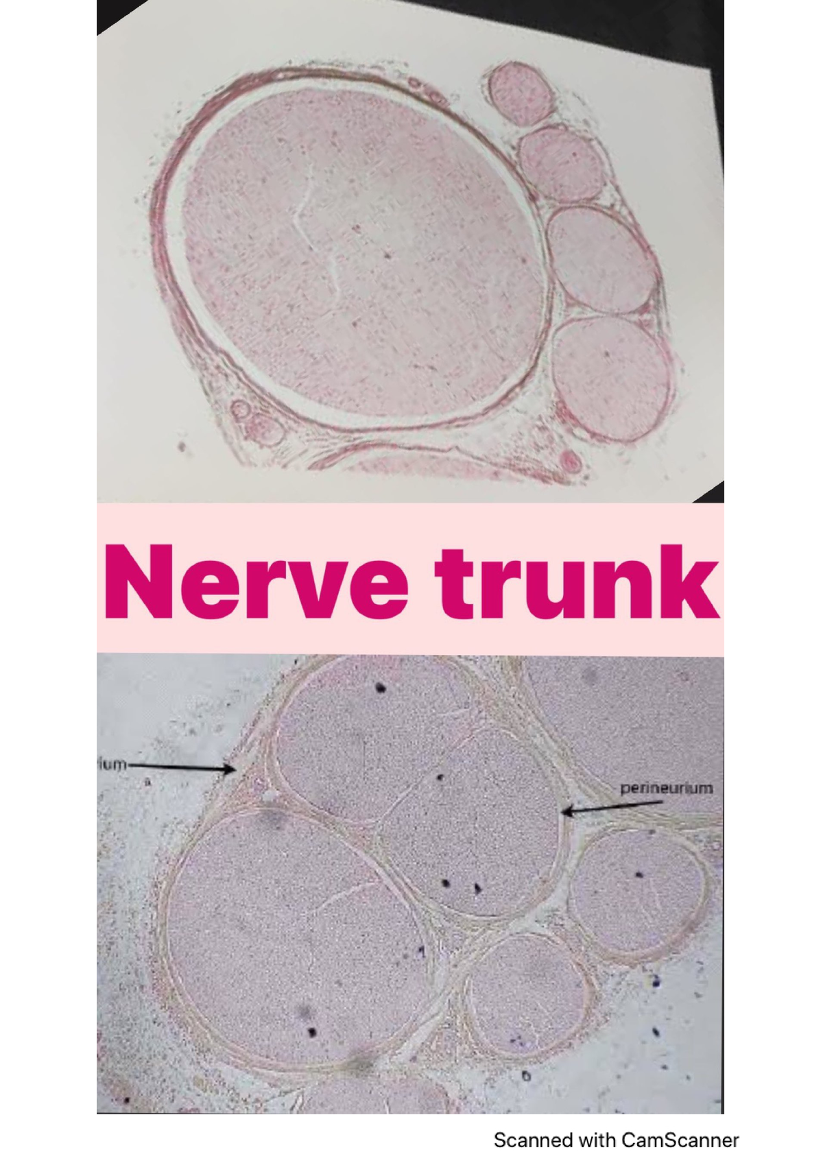 Nerve trunk pictures - Histology - Studocu