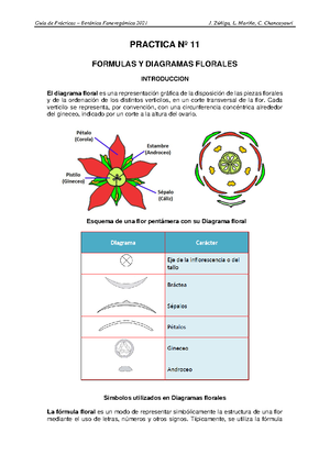Practica Nº 7 Morfologia de Hoja Imprimir - PRACTICA Nº 7 MORFOLOGÍA DE ...