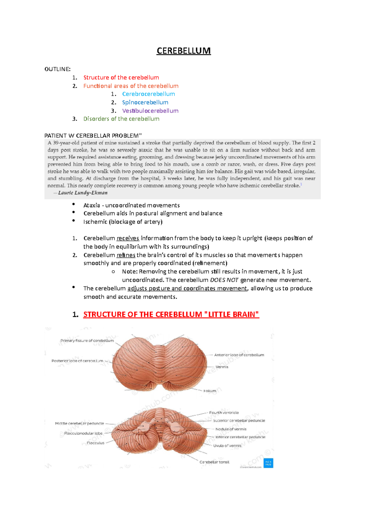 Cerebellum lecture - CEREBELLUM OUTLINE: Structure of the cerebellum ...