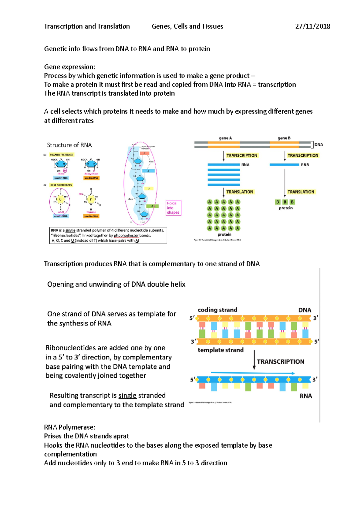 Gene Expression - Transcription and Translation Genes, Cells and ...