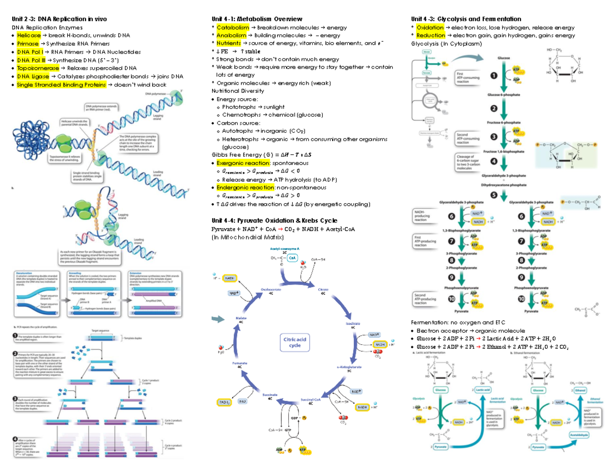 Final Cheatsheat - Unit 2-3: DNA Replication in vivo DNA Replication ...