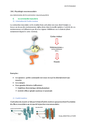 CM 1 Physiologie neuromusculaire - CM1 Physiologie neuromusculaire Chapitre 1 : structure du ...
