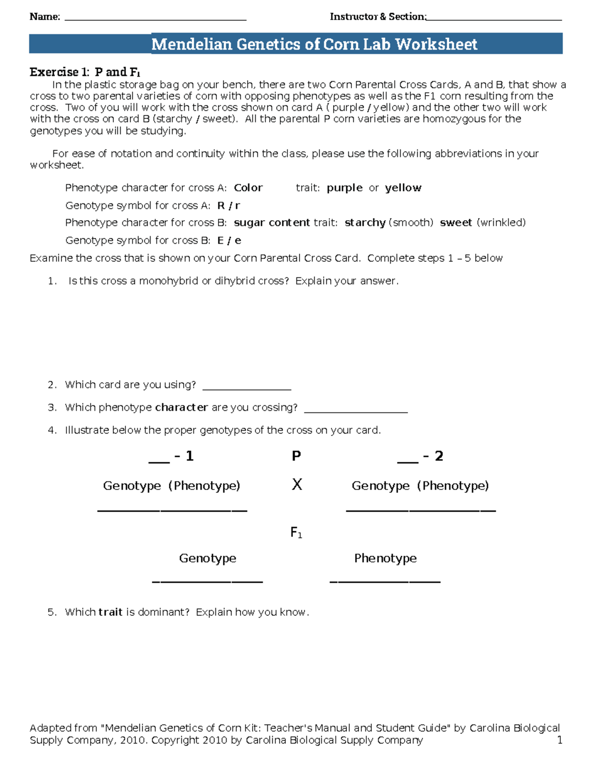 9 Mendelian Genetics of Corn Worksheet S24 - Mendelian Genetics of Corn ...
