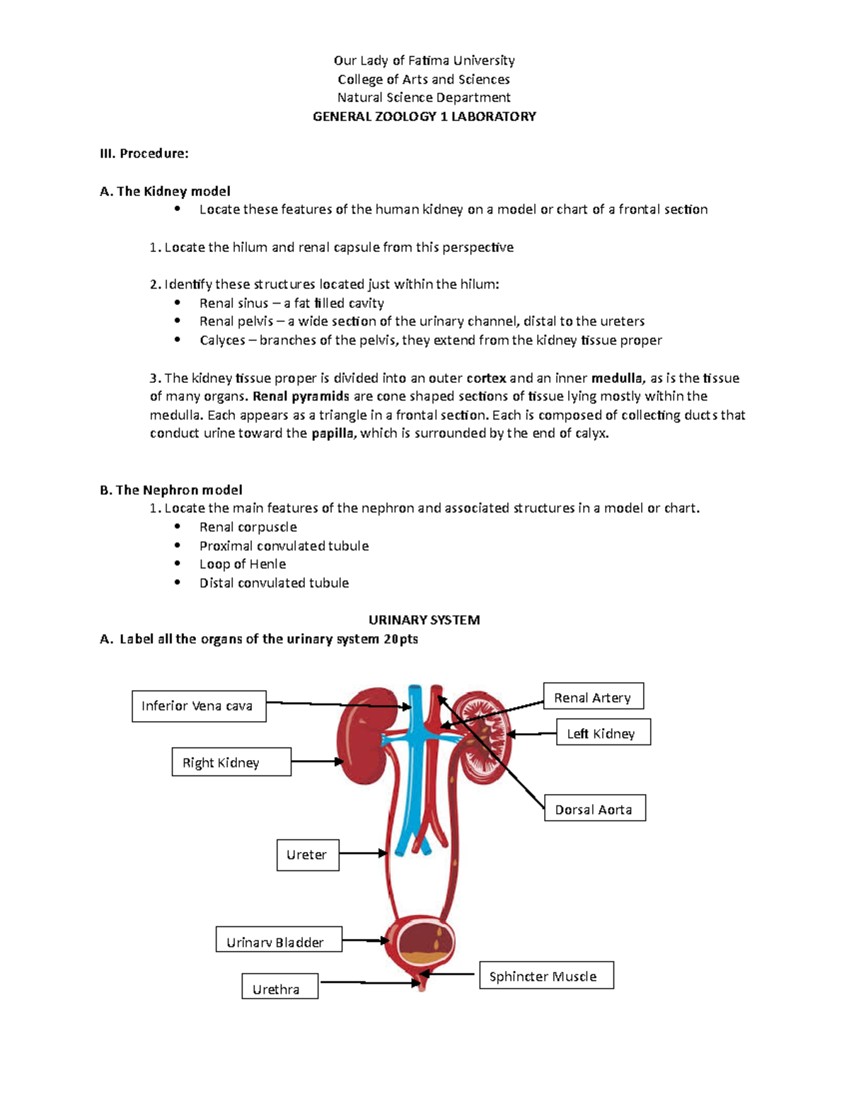 Exercise No. 11 Urinary System - Our Lady of Fatima University College ...