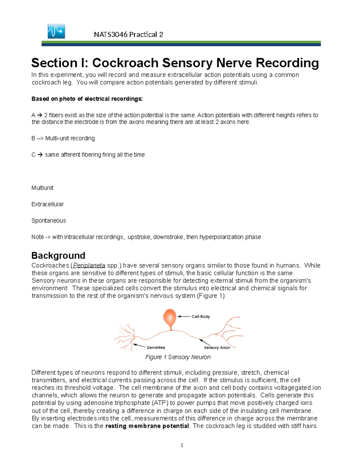 Advanced Physiology prac 2 - Section I: Cockroach Sensory Nerve ...
