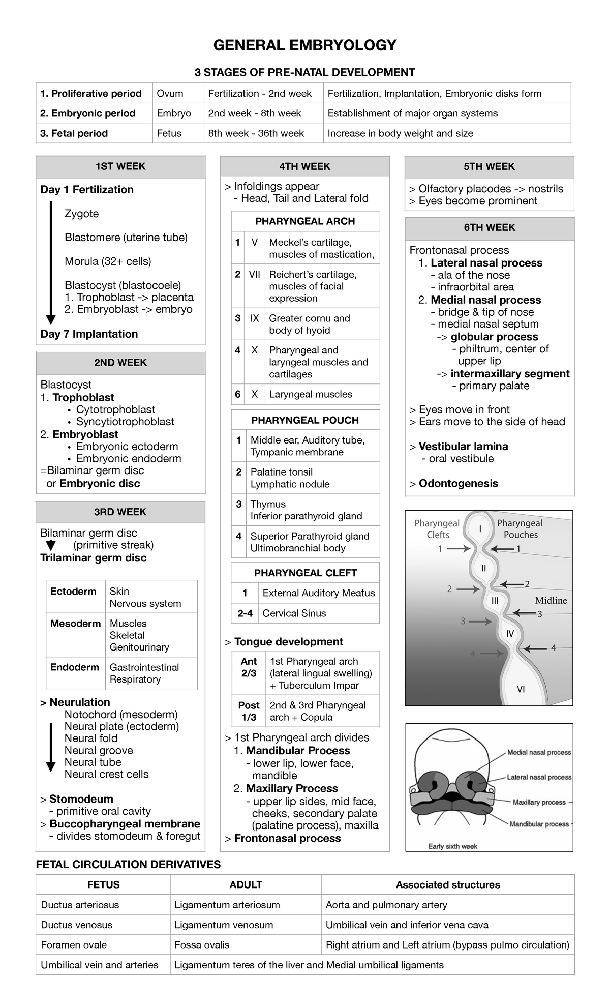 Oral Histology and Embryology - GENERAL EMBRYOLOGY 3 STAGES OF PRE ...