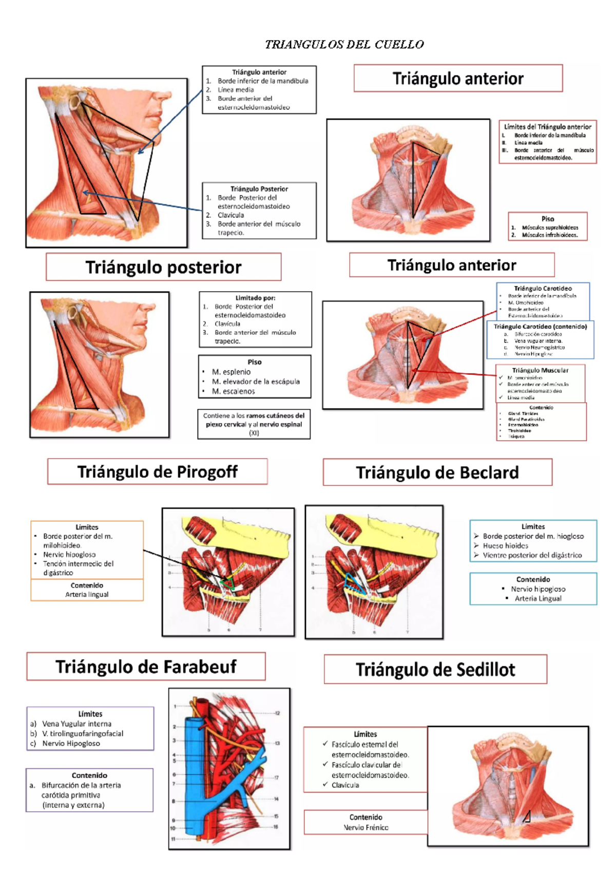 Triangulos DEL Cuello - gracias - Analisis Estructural II - TRIANGULOS DEL CUELLO - Studocu