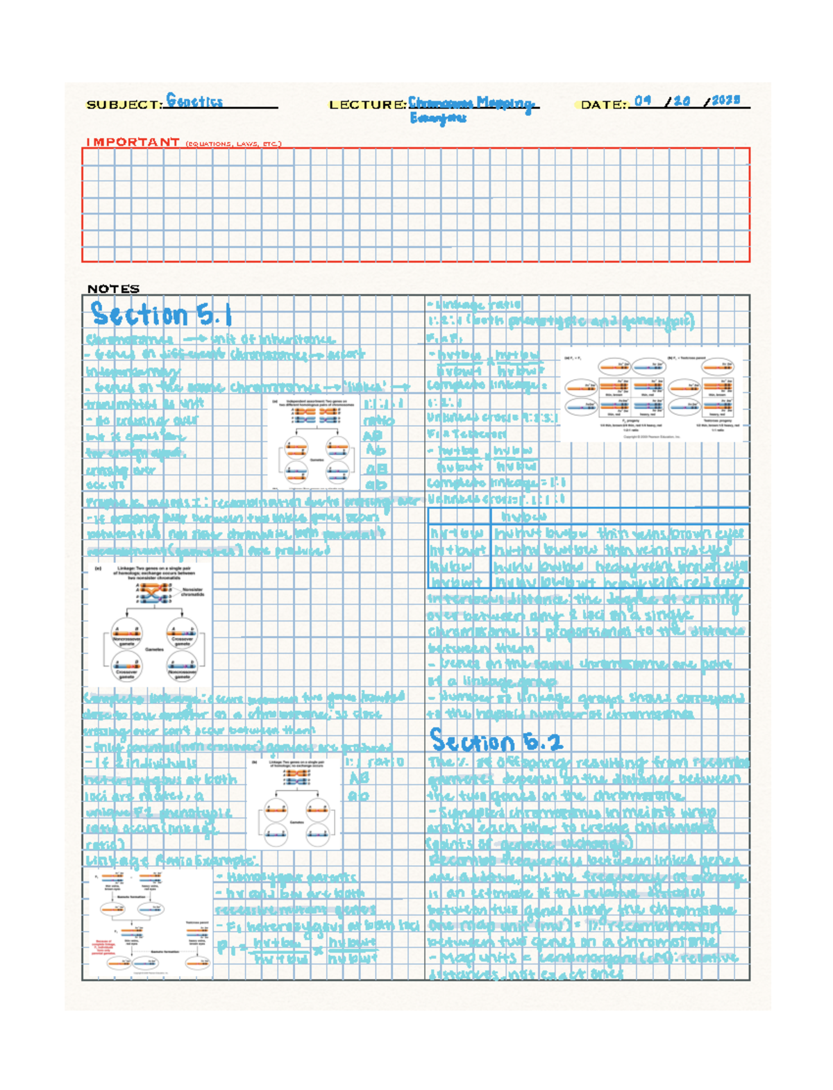 Chromosome Mapping Eukaryotes - LECTURE: DATE: NOTES SUBJECT: IMPORTANT ...
