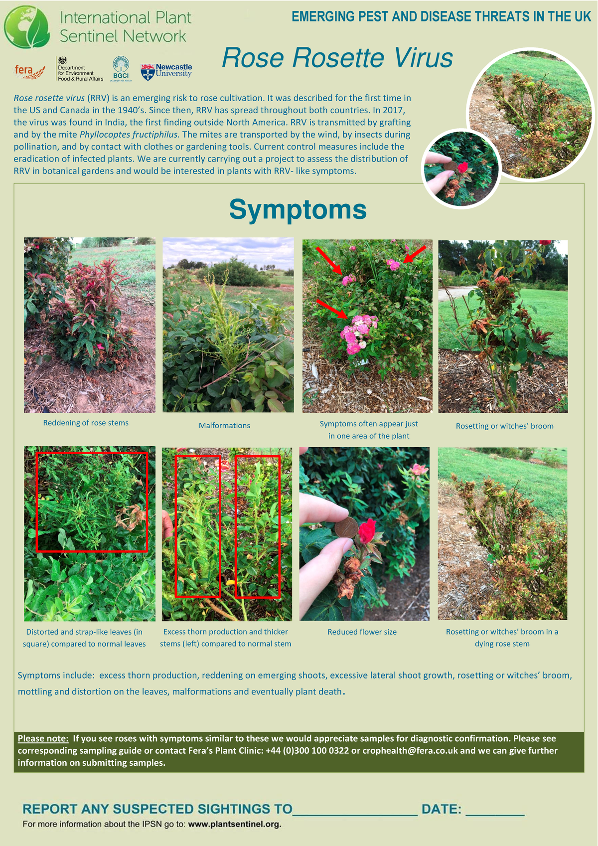 Rose rosette virus poster - Symptoms include: excess thorn production ...