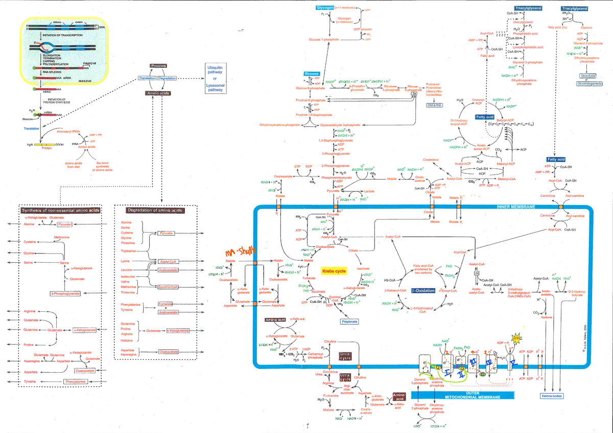 Integrated Pathways Map A3 format - Nutritional Physiology - Studeersnel