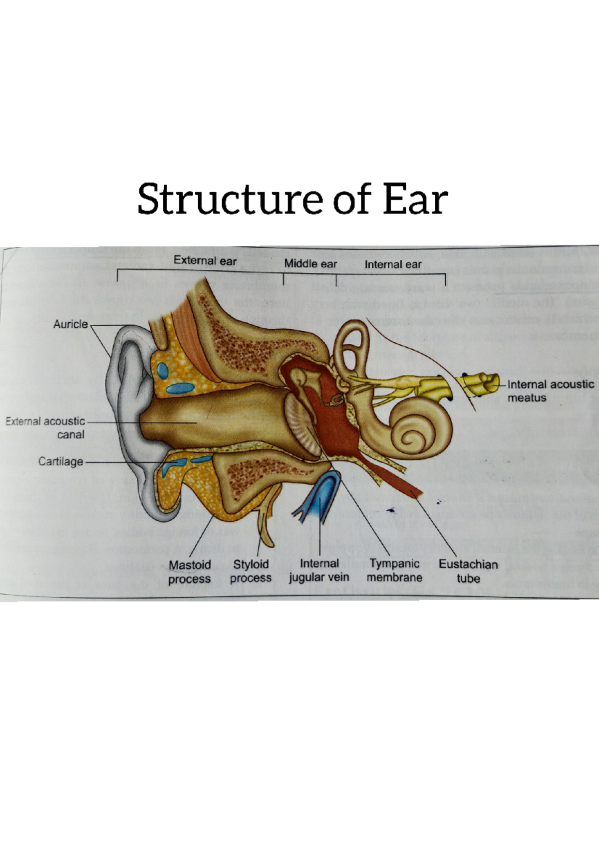 Structure of Ear - Ear is the peripheral sense organ concerned with ...