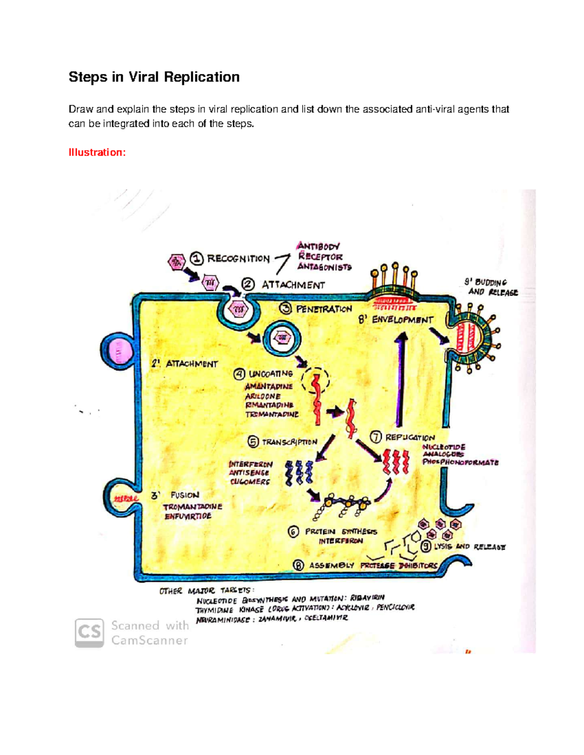 Virology - Steps in Viral Replication - Introduction To Biotechnology ...