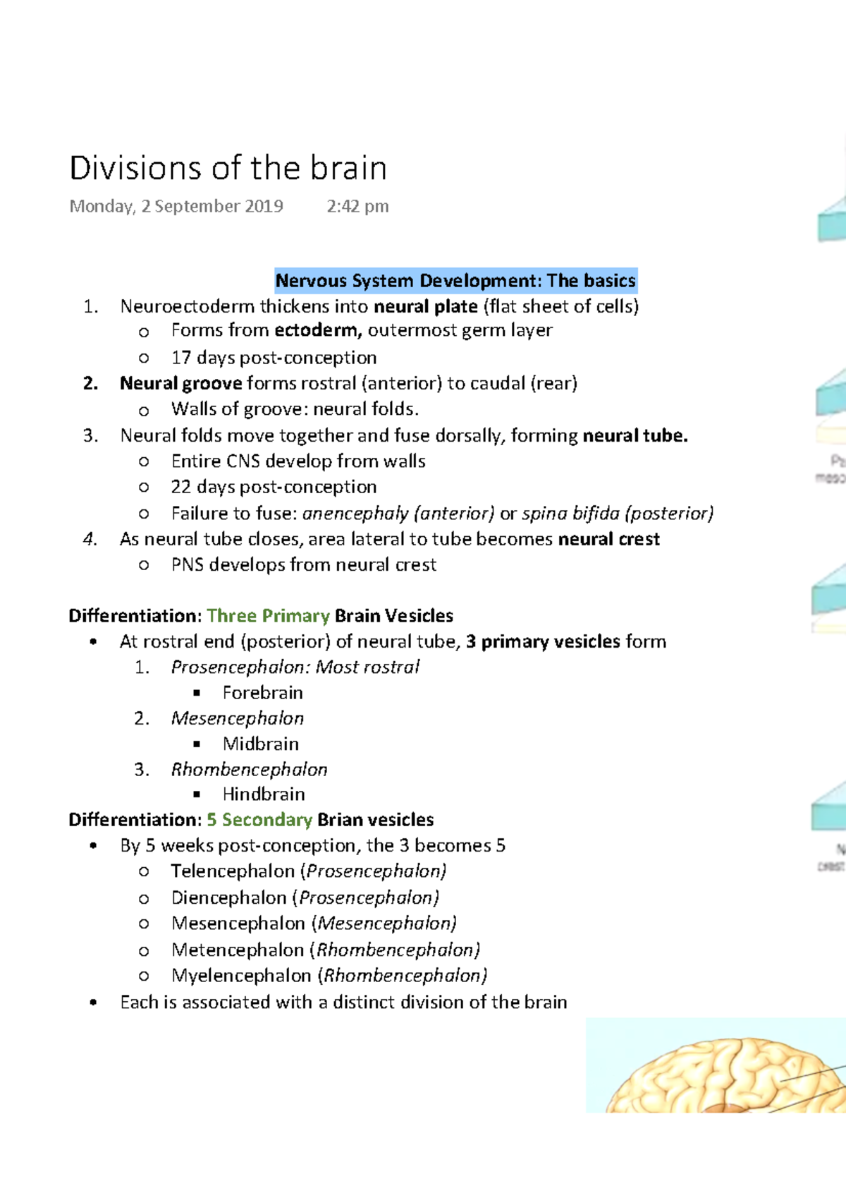 Divisions of the brain - Handwritten summaries for each lecture, including important diagrams ...