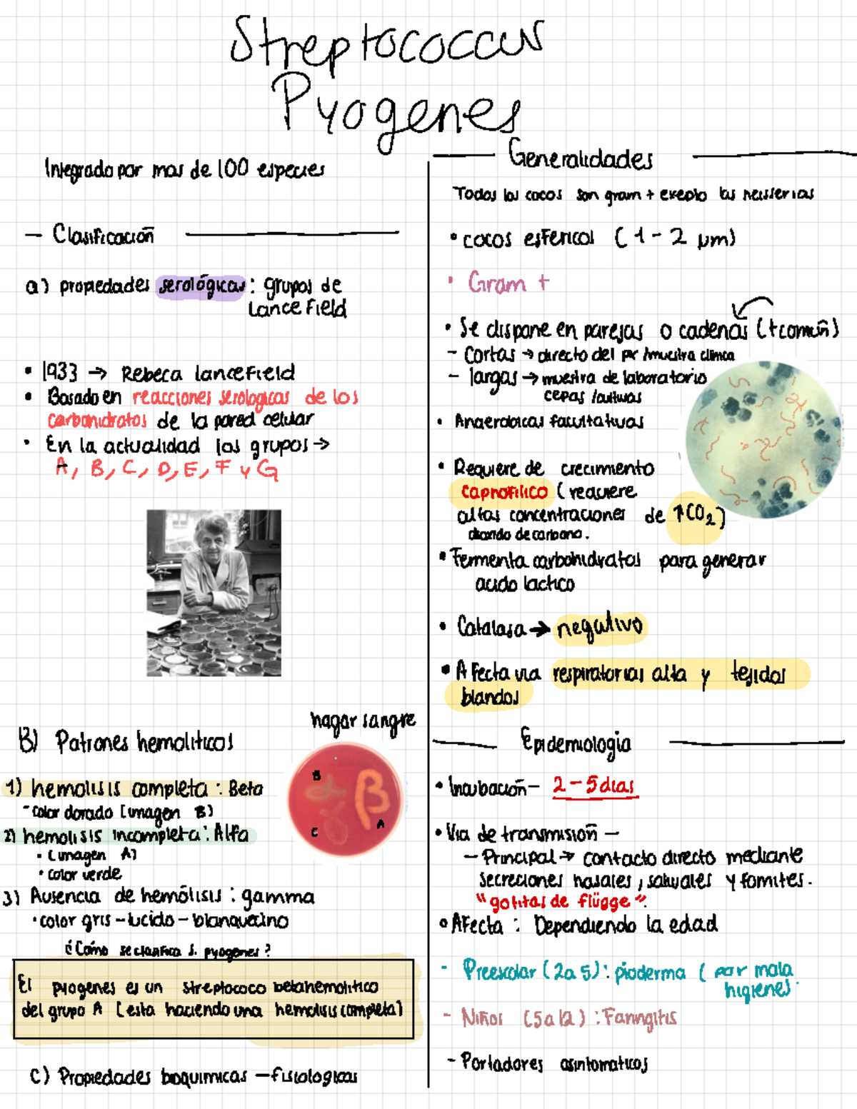 Pyogenes - Streptococcus Pyogenes ~ Generalidades Integrado por mas de ...