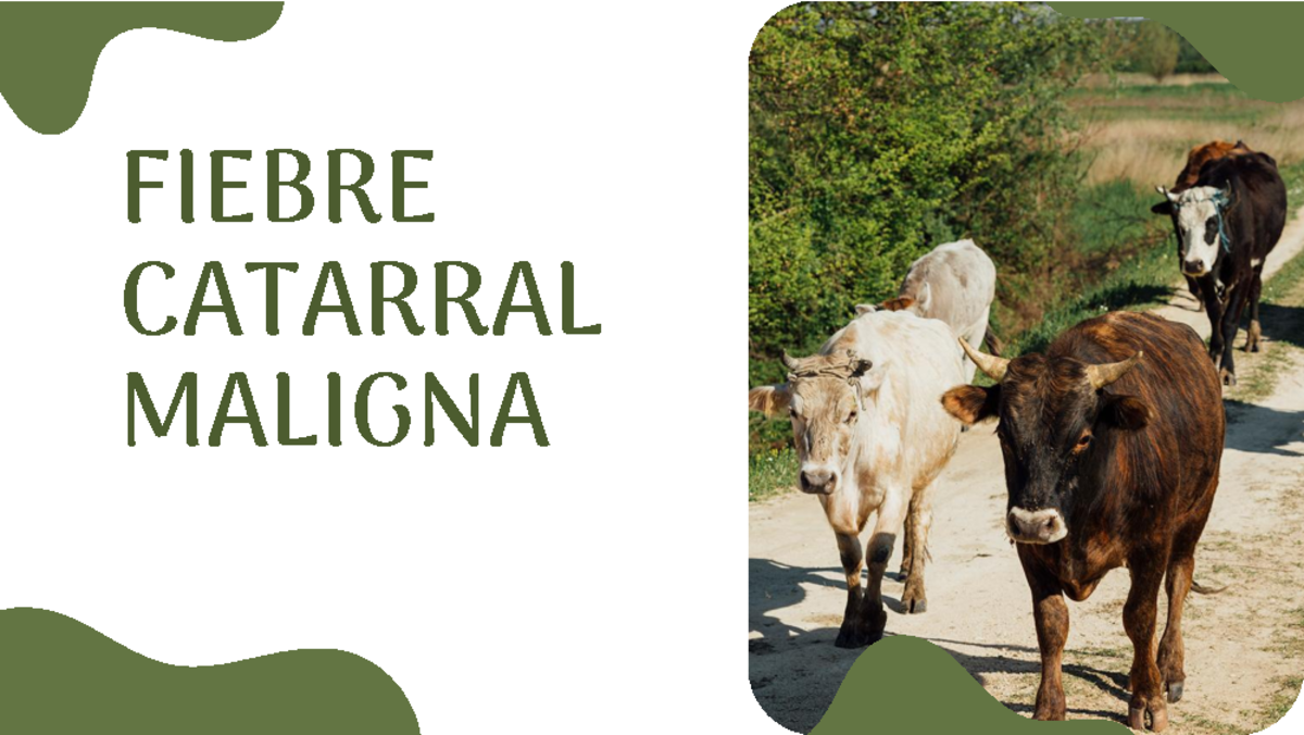 Fiebre Catarral Maligna - FIEBRE CATARRAL MALIGNA 1 INTRODUCCIÓN ...