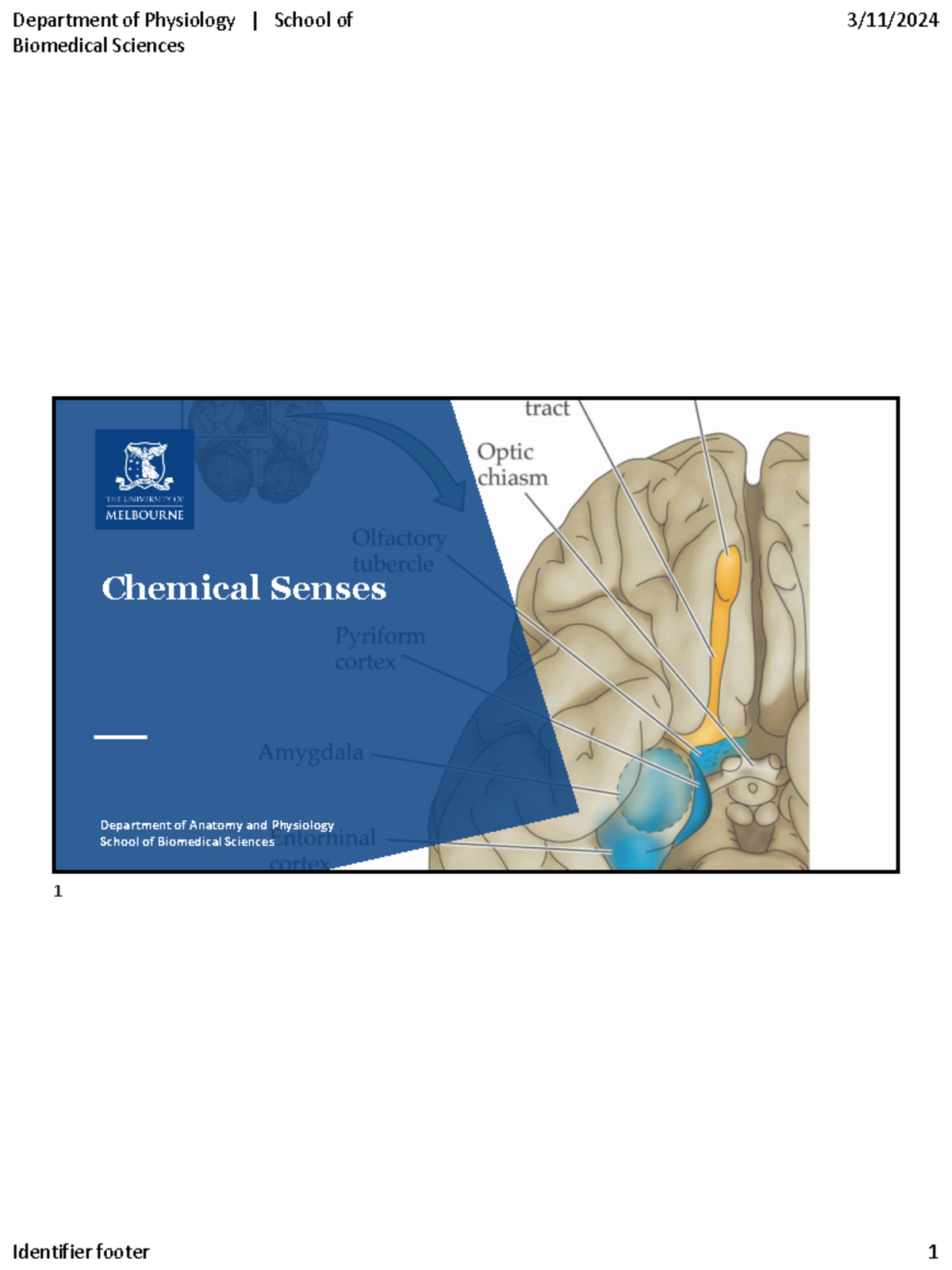 Chemical Senses 2024 Student handout-1 - Biomedical Sciences Department ...