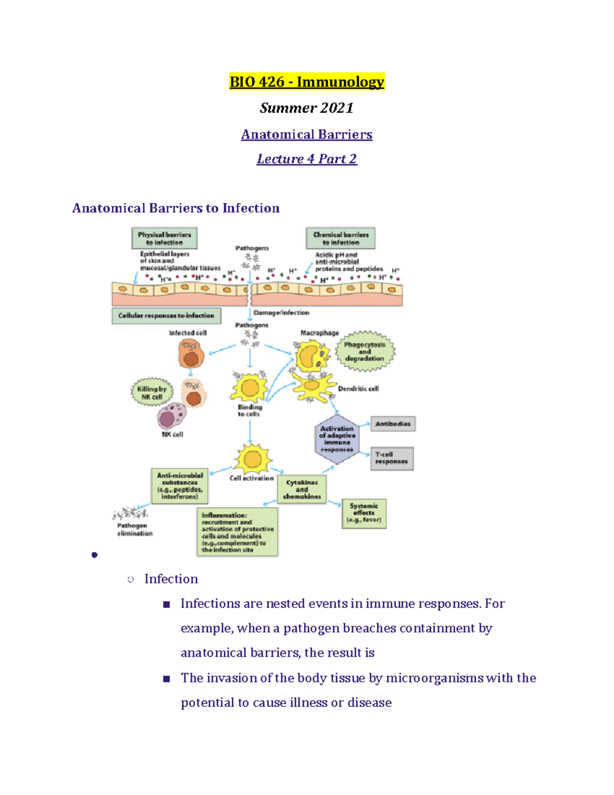BIO 426 Lecture 4 Part 2 - Summer 2021 - BIO 426 - Immunology Summer 2021 Anatomical Barriers ...