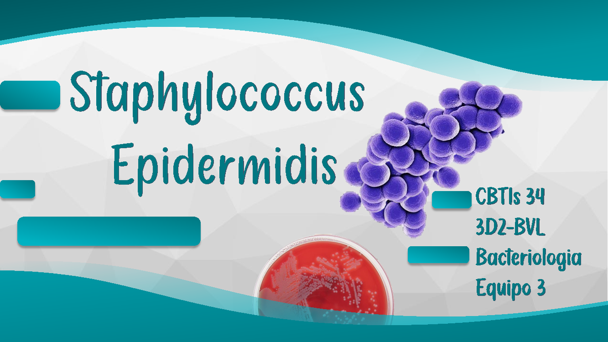 Staphylococcus epidermidis E3 - Identifica Microorganismos con Base en ...
