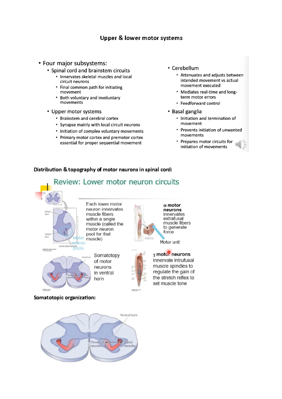 L7-Upper & lower motor systems - Upper & lower motor systems ...