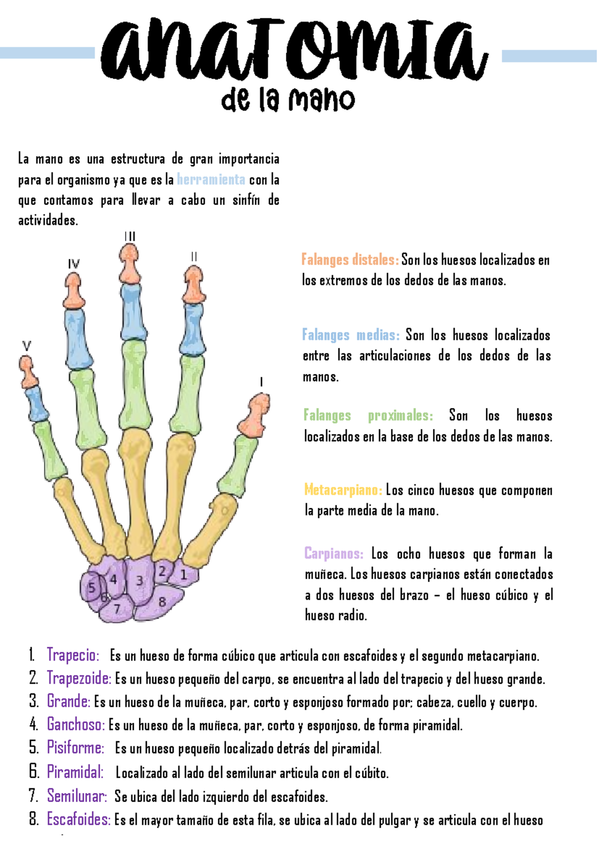 Anatomia (Mano) - ANATOMIA La mano es una estructura de gran ...