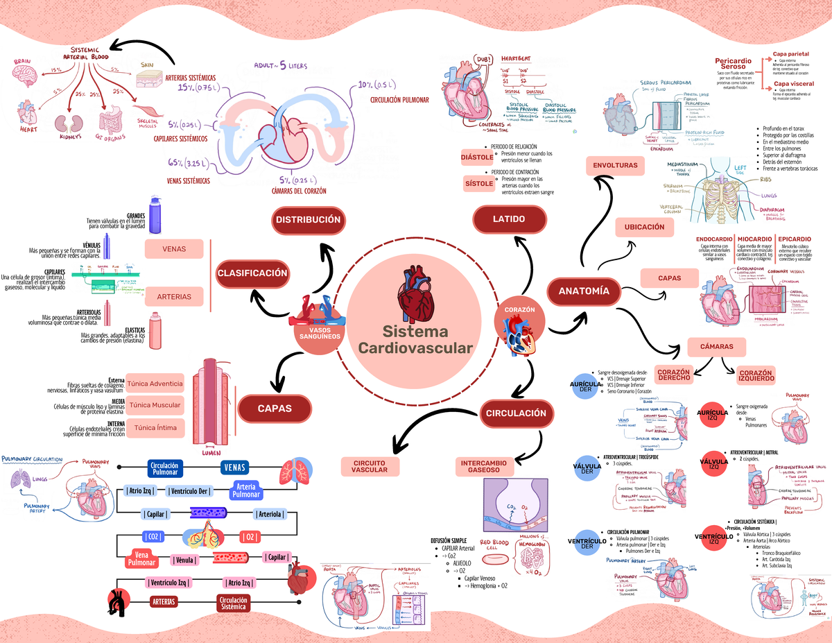 Mapa mental - Sistema Cardiovascular - Arteria Pulmonar | Capilar ...