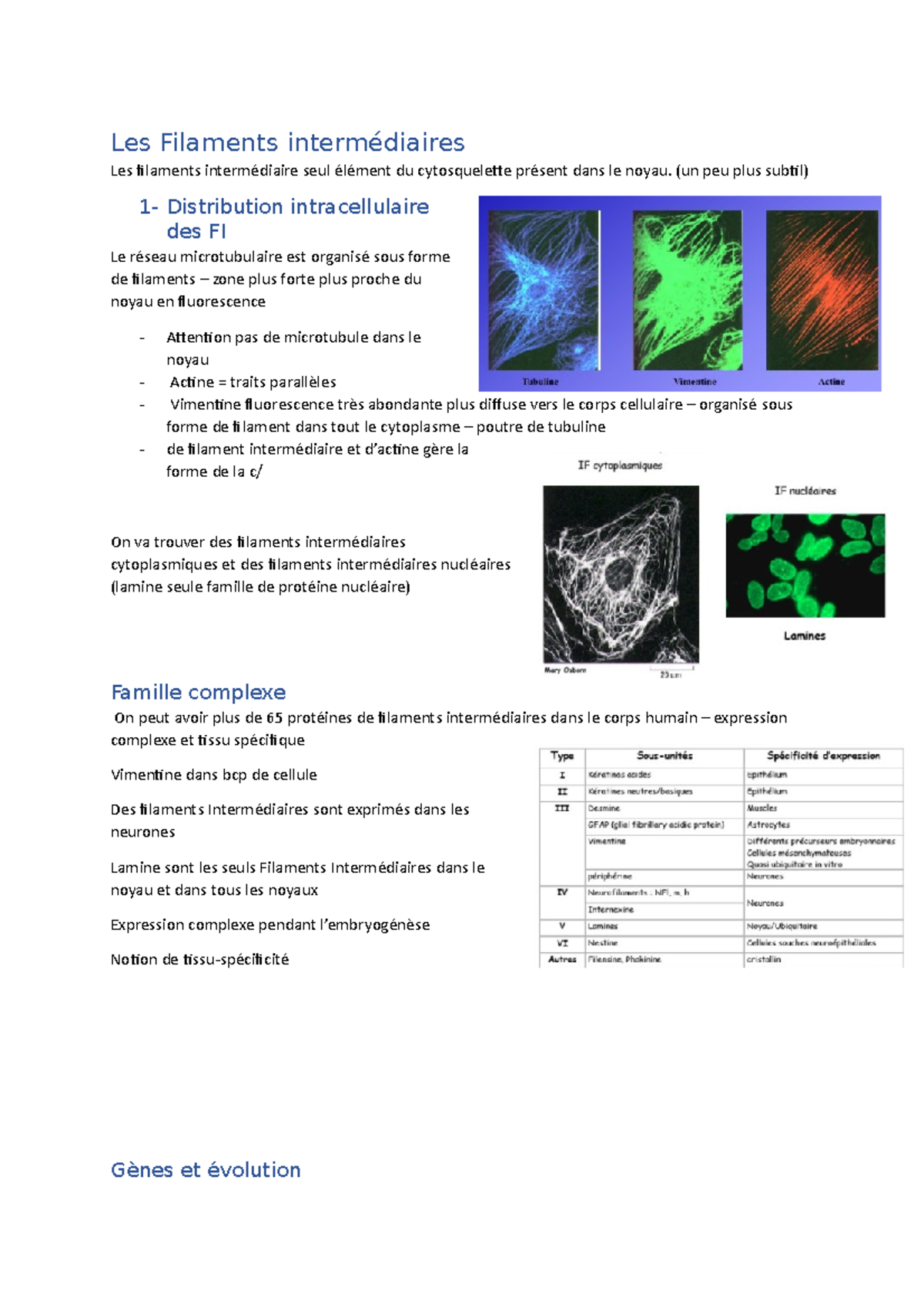5-Les Filaments intermédiaires - Les Filaments intermédiaires Les ...