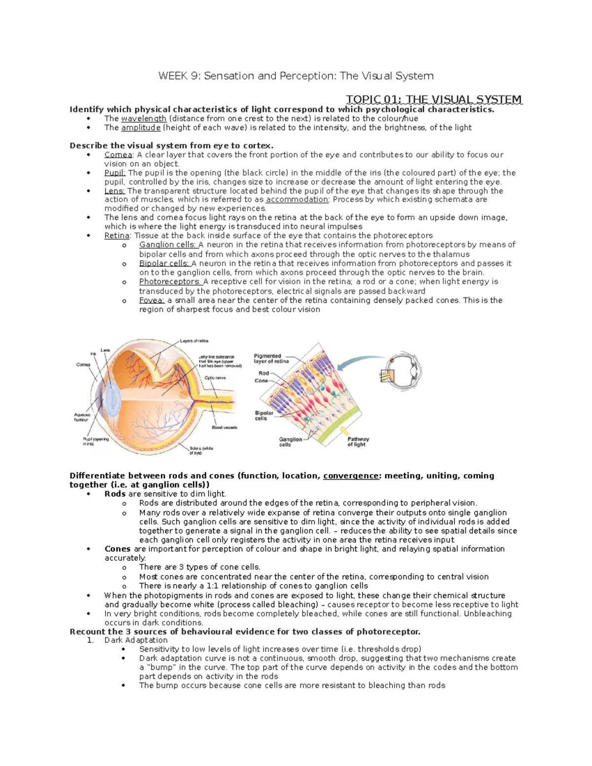 Week 9. The Visual System - WEEK 9: Sensation and Perception: The ...
