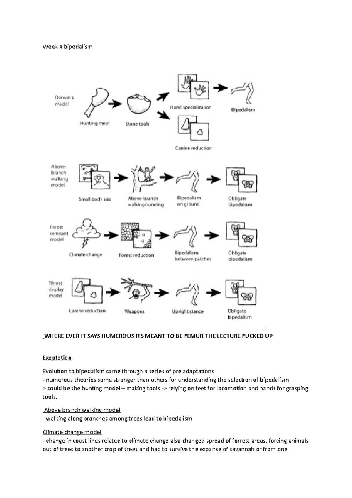 Week 4 - early hominids and bipedalsim - Week 4 bipedalism WHERE EVER ...