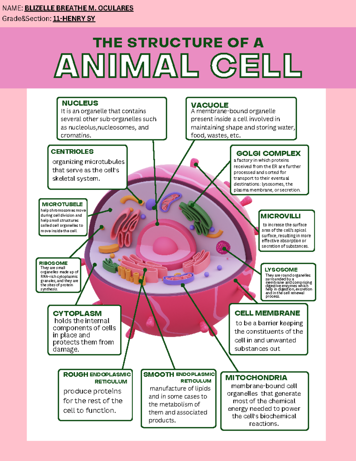 Animal Cell Poster - ANIMAL CELLANIMAL CELL VACUOLE A membrane-bound ...
