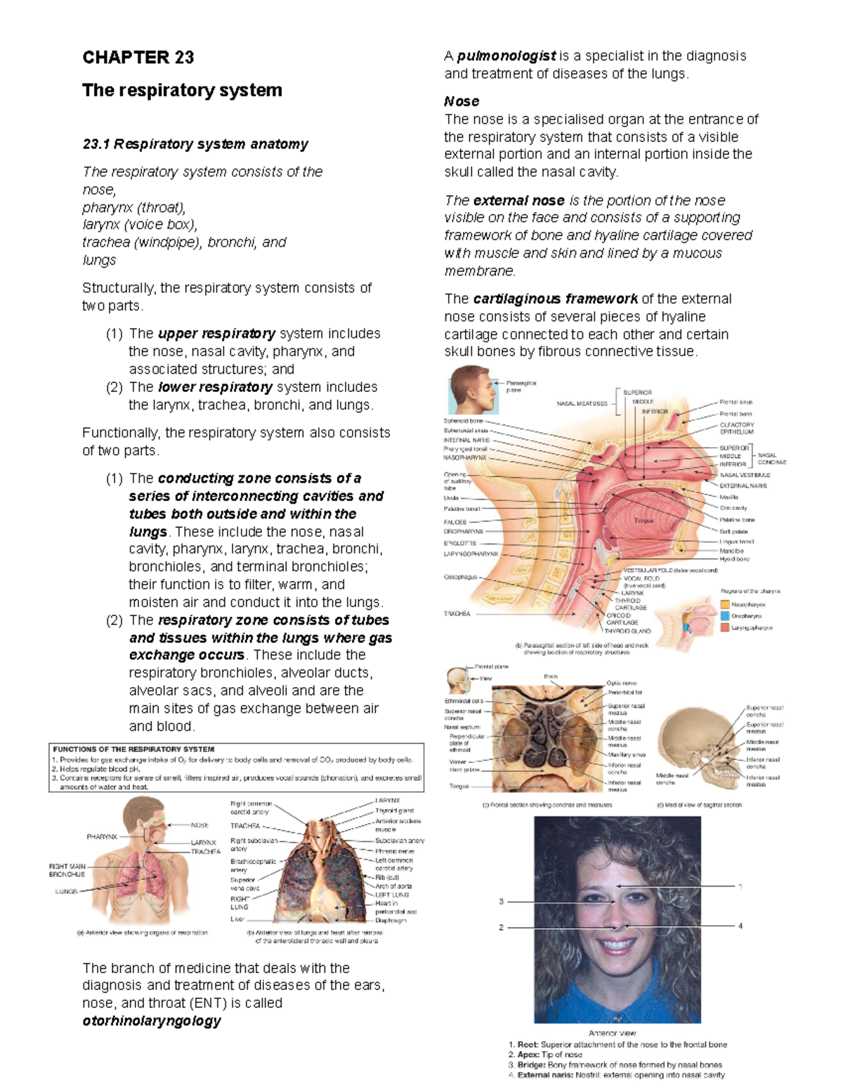 Chap 23 (Respiratory System) - CHAPTER 23 The respiratory system 23 ...
