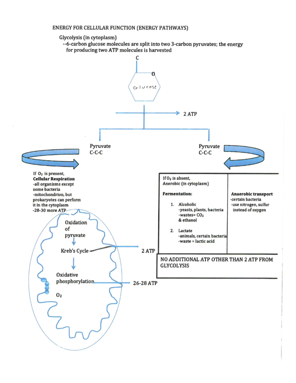 149 energy paths-cell resp. F 19 - ENERGY FOR CELLULAR FUNCTION (ENERGY ...