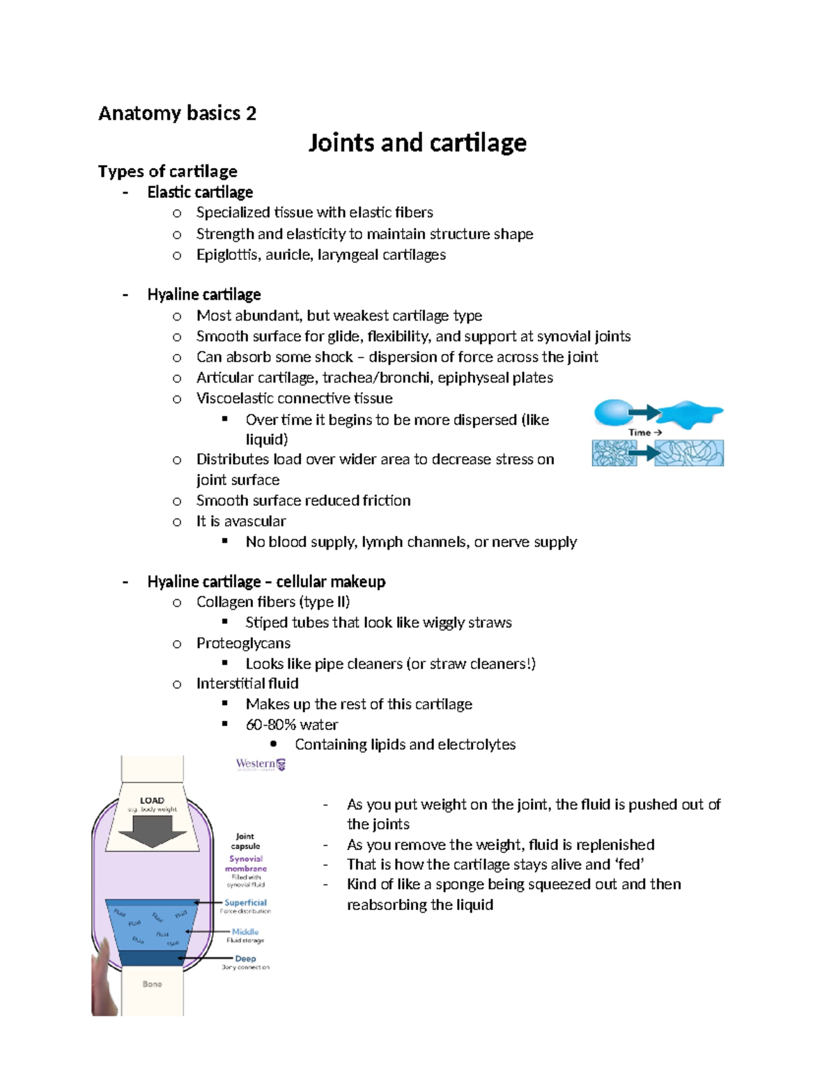Anatomybasics 2 - the lecture notes on cartilage, joints and muscle ...