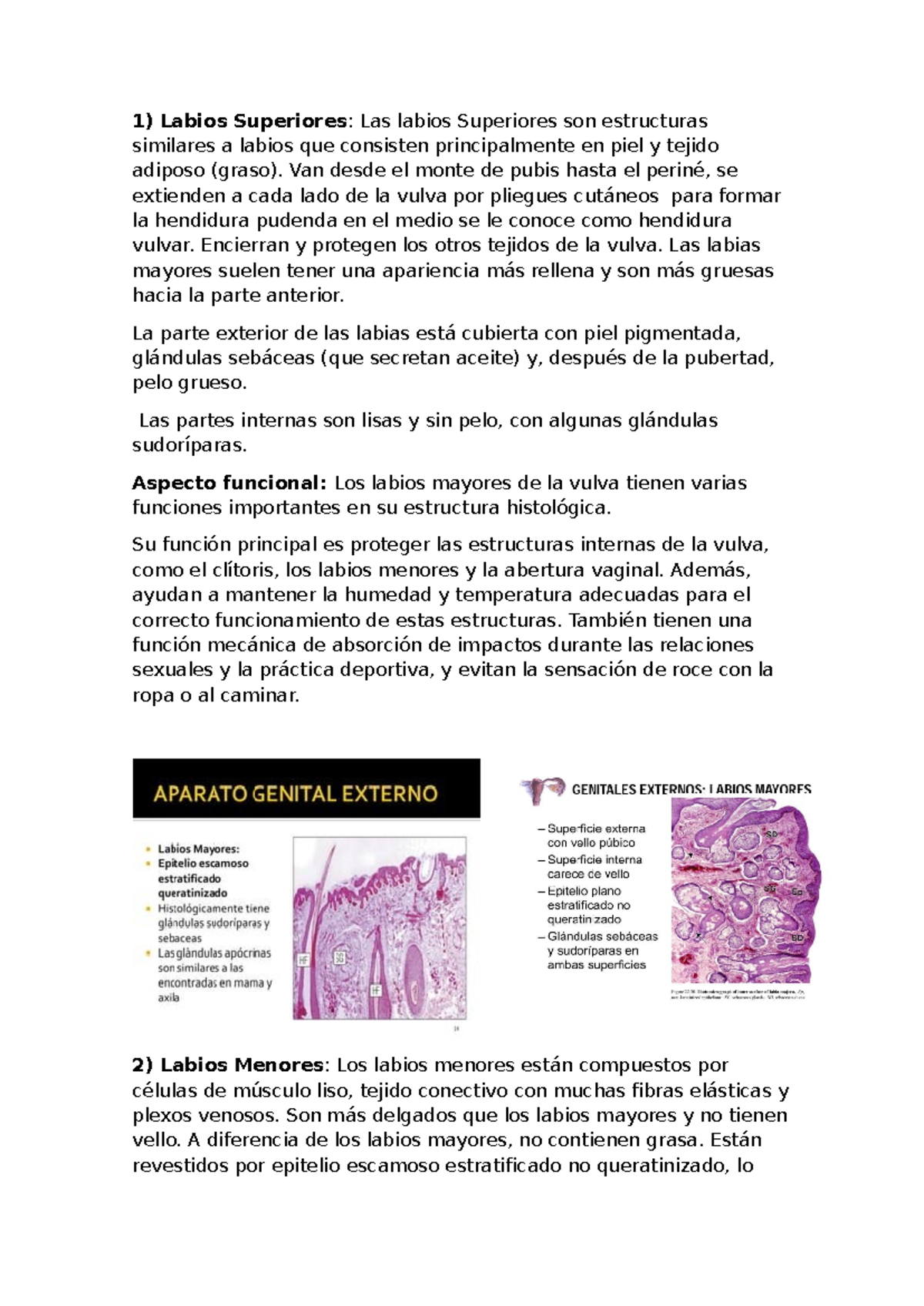 Genitales externos femeninos - Labios Superiores: Las labios Superiores ...