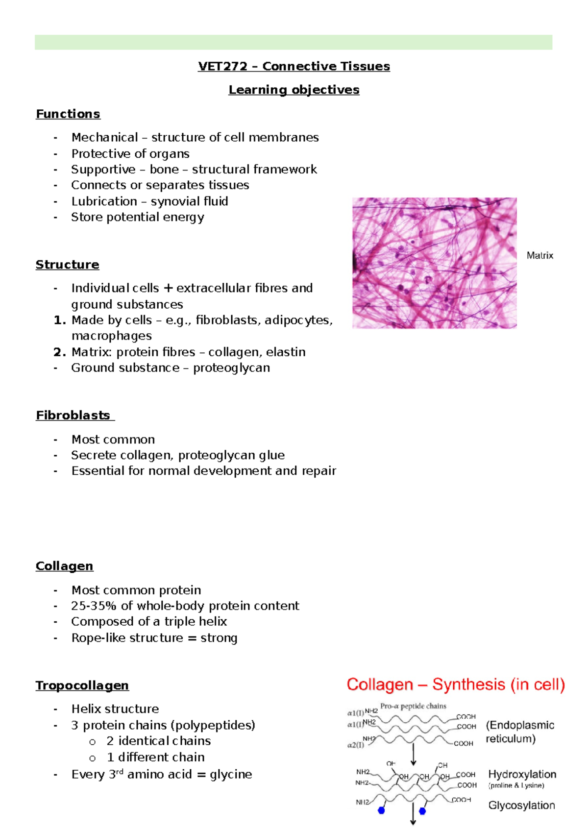 Connective tissue - VET272 – Connective Tissues Learning objectives ...