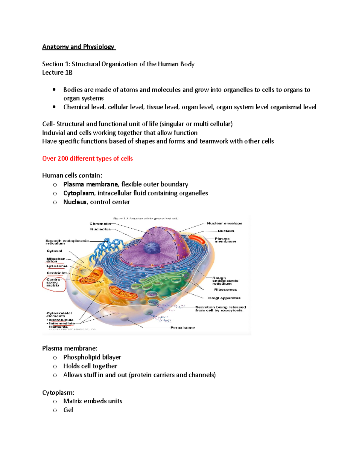Chapter 1 - Anatomy and Physiology Section 1: Structural Organization ...