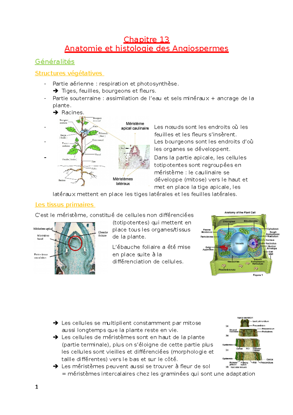 Chapitre 13 - Chapitre 13 Anatomie et histologie des Angiospermes ...