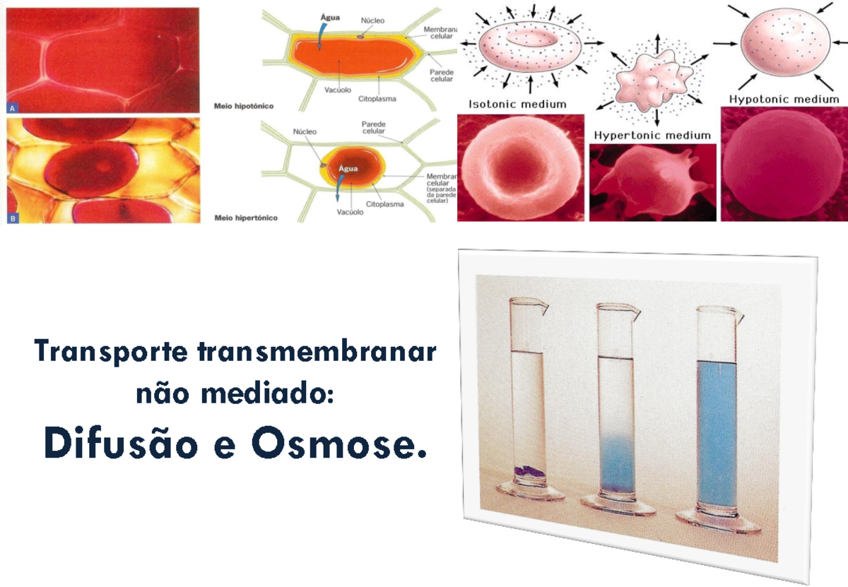 Movimentos transmembranares - Difusão simples e osmose - Transporte ...
