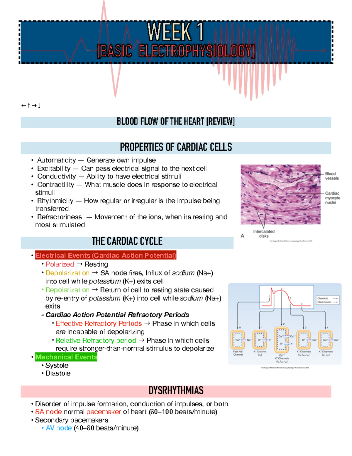 Basic ECG Review and Dysrhythmias - WEEK 1 [BASIC ELECTROPHYSIOLOGY] ←↑ ...