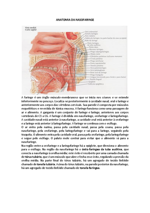 Anatomia DA Nasofaringe - BS221 - StuDocu