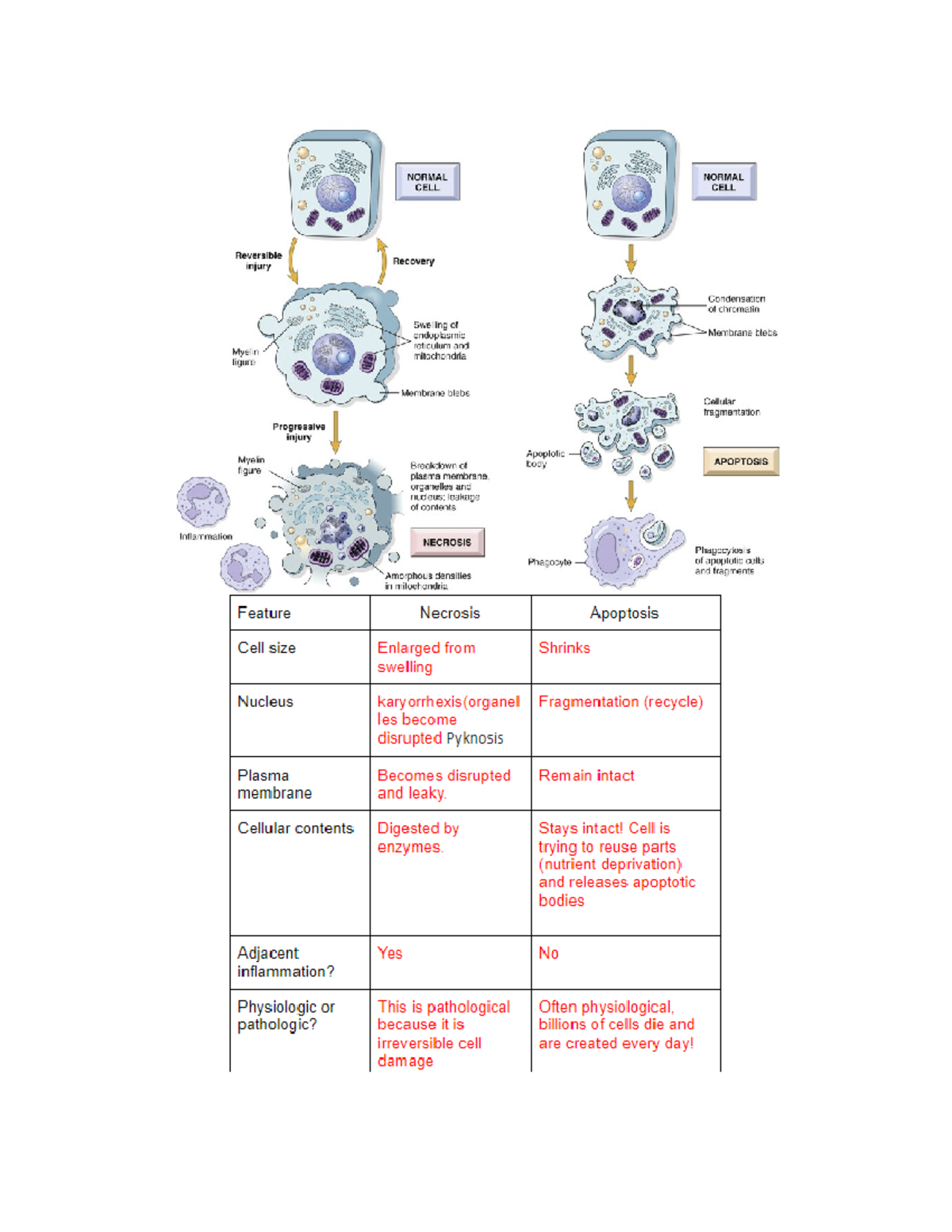 Cell Injury - Lecture notes 1 - 324 - Studocu