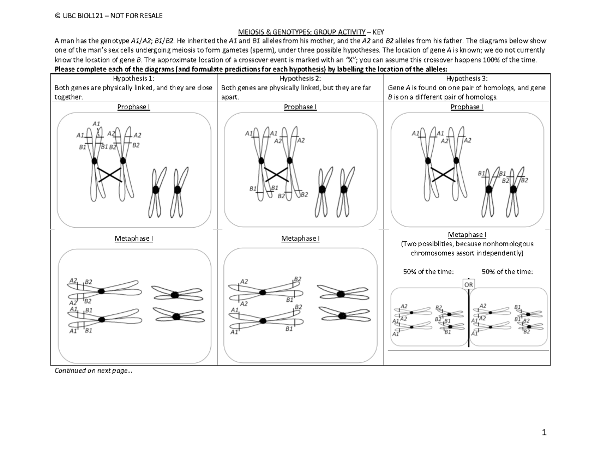 Meiosis & Inheritance Group Worksheet - Key - © UBC BIOL121 – NOT FOR ...