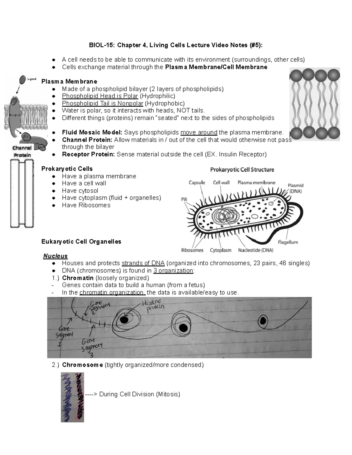 BIOL-15 Chapter 4, Living Cells Lecture Video Notes (#5) - BIOL-15 ...