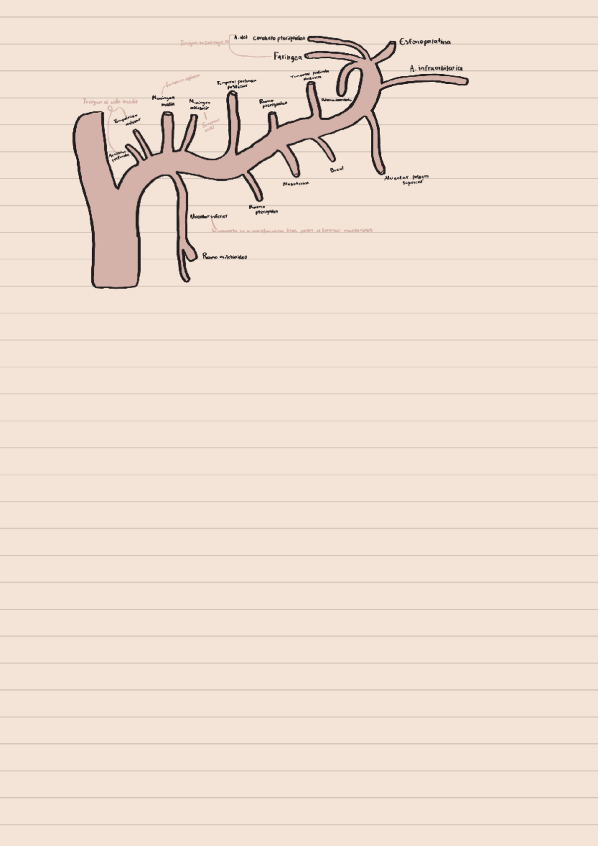 Cavidad bucal y arteria maxilar (anatomía macroscópica) - Anatomia ...