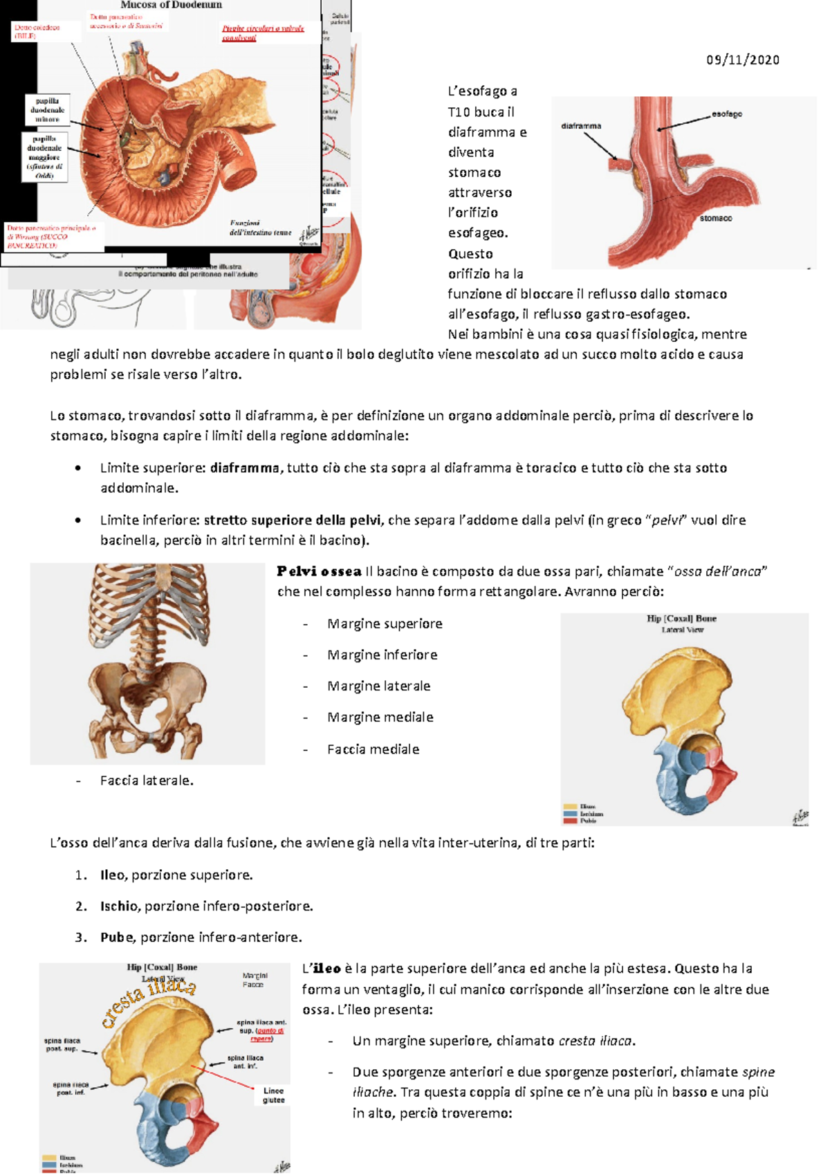 Esofago stomaco tenue ileo pube ischio - 09/11/ L’esofago a T10 buca il ...
