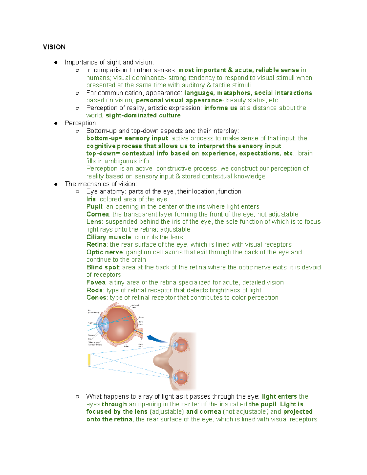 Psy 260 Exam 2 Study Guide - VISION Importance of sight and vision: In comparison to other - Studocu