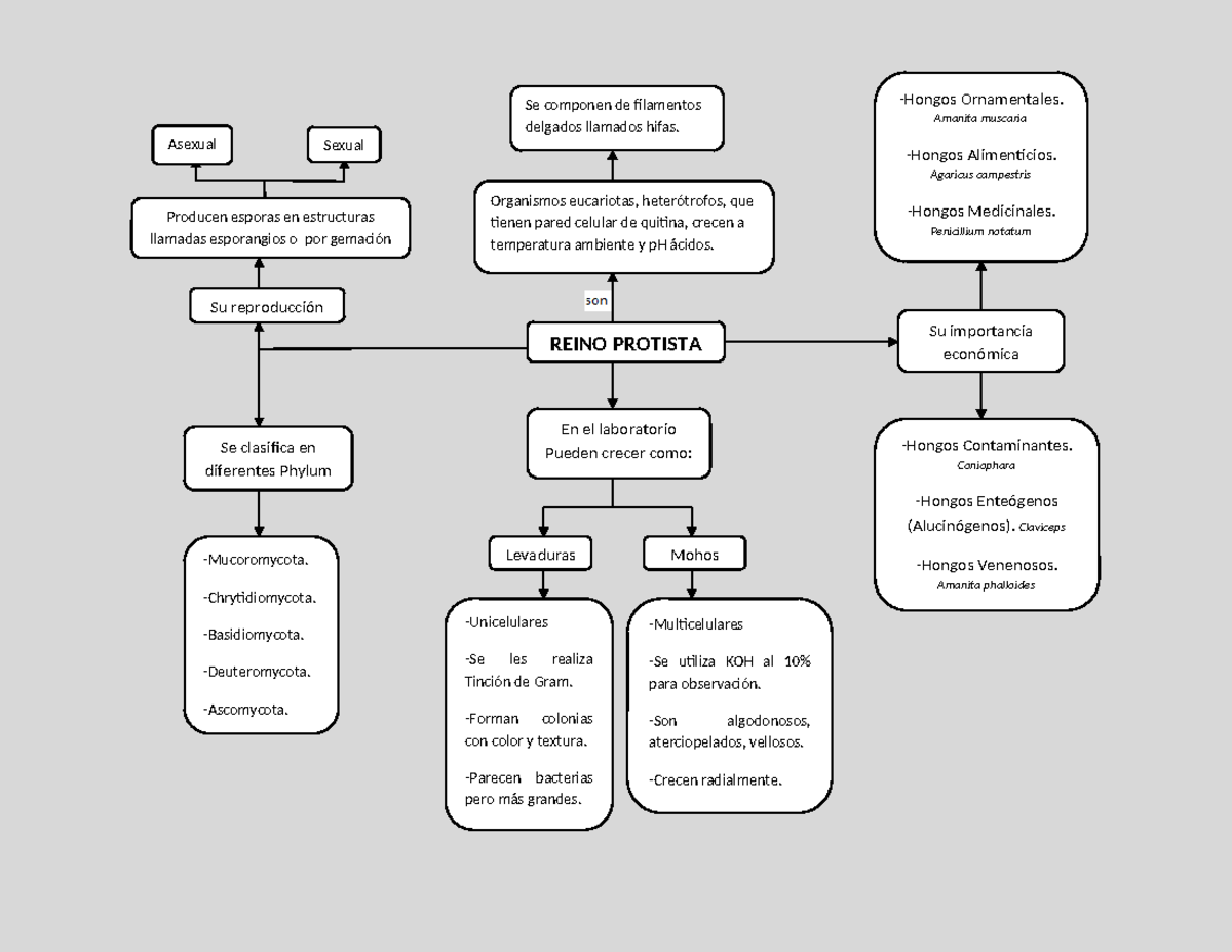 Mapa conceptual reino protista 2 - Organismos eucariotas, heterótrofos ...