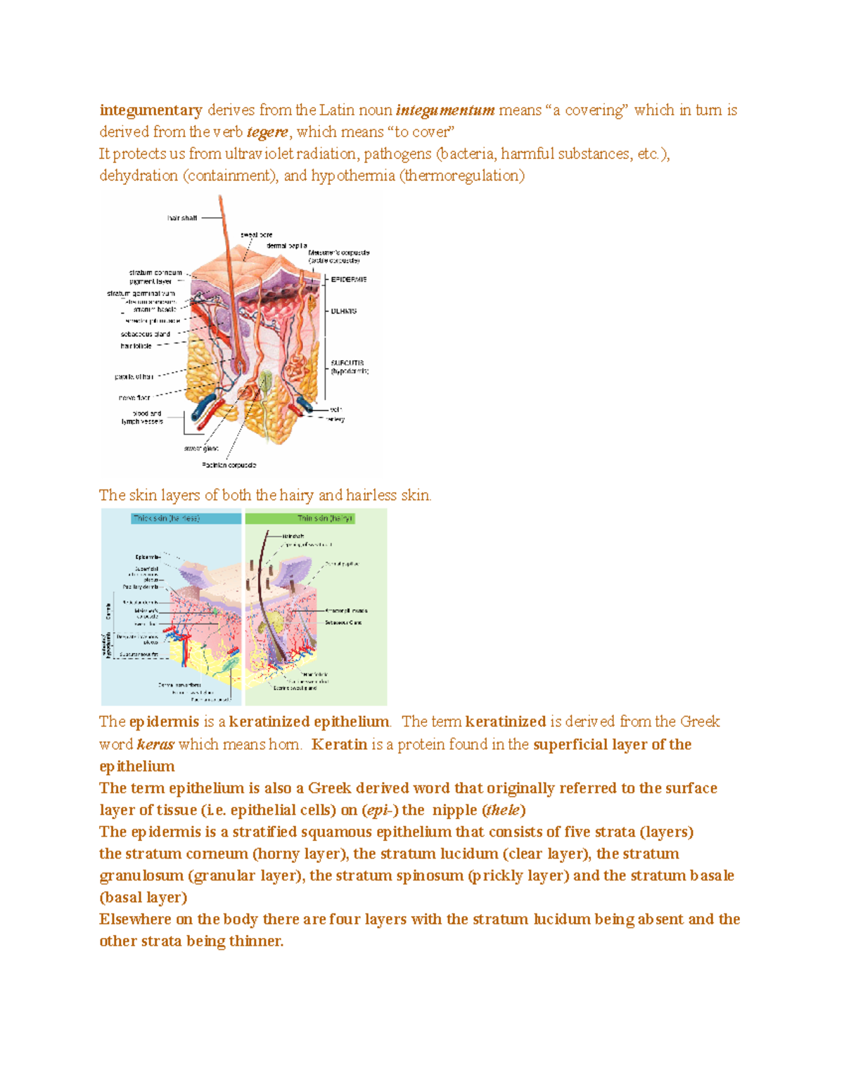 Med term exam three - review - integumentary derives from the Latin ...