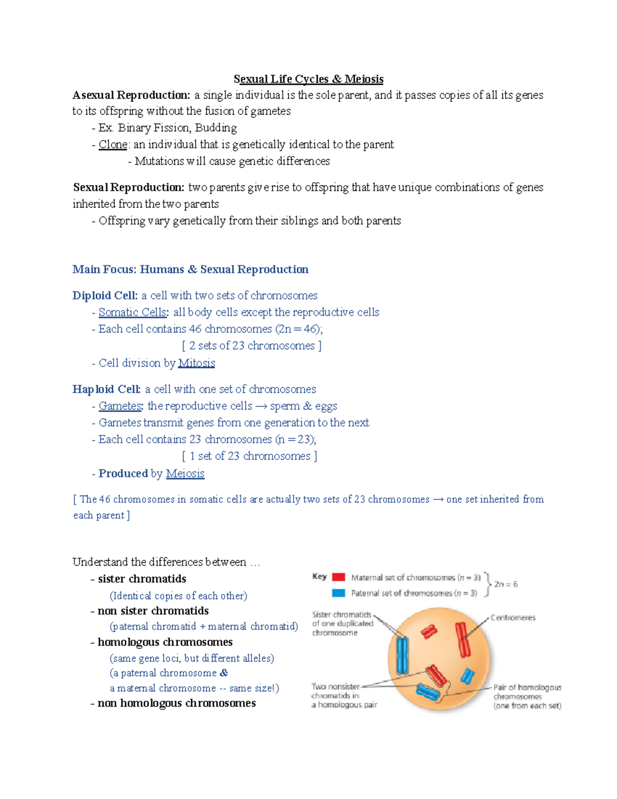 Meiosis - Cells and Biomolecules - Sexual Life Cycles & Meiosis Asexual ...