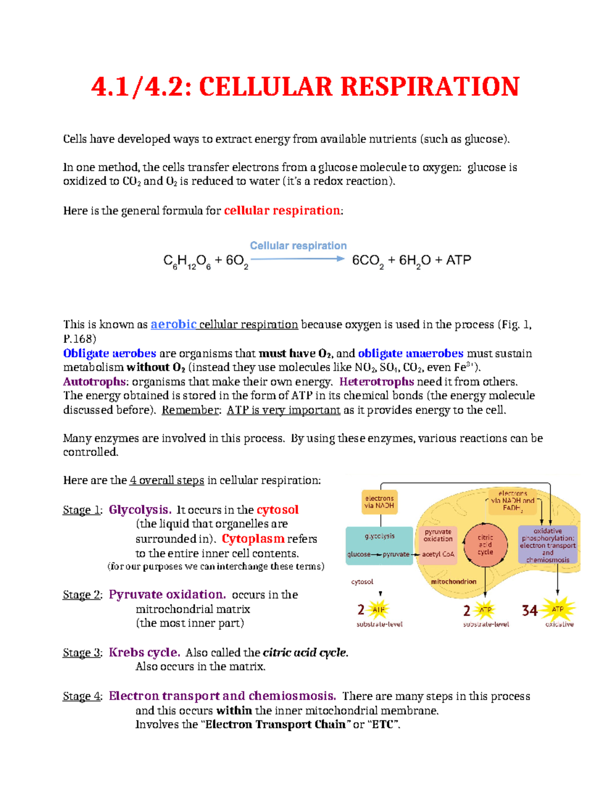 4.1 cellular respiration - 4.1/4: CELLULAR RESPIRATION Cells have ...